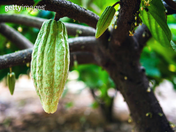 Green Cacao pods grow on trees. The cocoa tree, The cacao with fruits ...