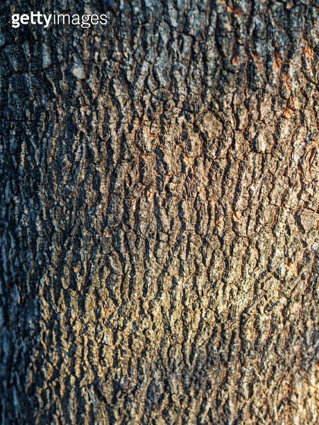 abstract Sunlight shadows tree branch patterns on tamarind tree bark ...
