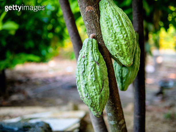Unripe Cacao pods grow on trees. The cocoa tree ( Theobroma cacao ...
