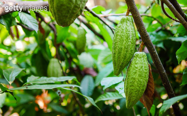 Close-up of green raw Cacao pods grow on trees. The cacao fruits, Raw ...