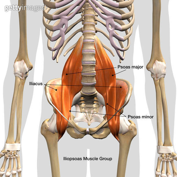 Male Iliopsoas Muscle Group in Isolation Front View, Labeled 이미지 ...