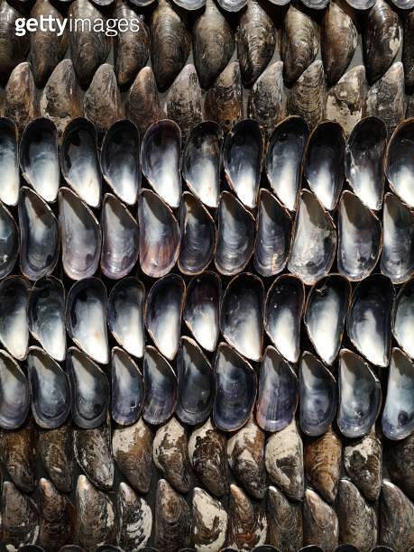 Patern of many mussel shells next to each other. Natural pattern. 이미지 ...