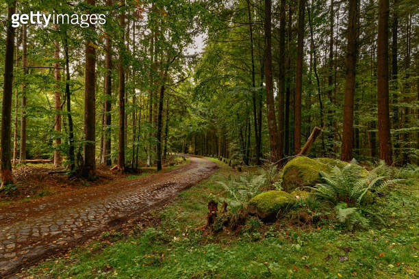 Moss-covered rocks alongside the "Neuer Damm" pathway at the "Heilige ...