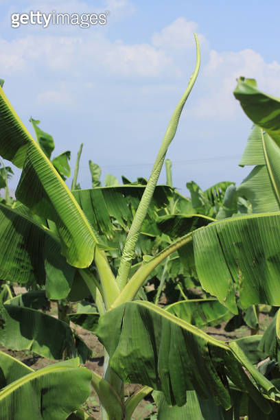 Early foliar symptoms of calcium and boron deficiency showing deformed ...