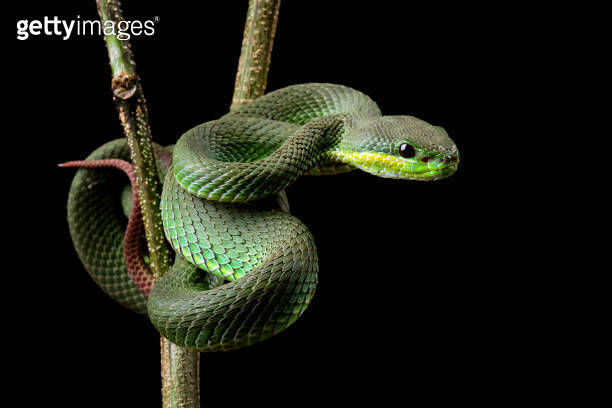 Green viper snake isolated on black, trimeresurus albolabris ...