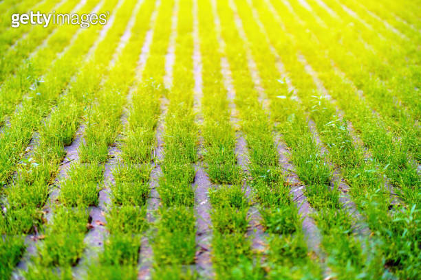 modern concrete grass grid interspersed with fresh, green grass ...