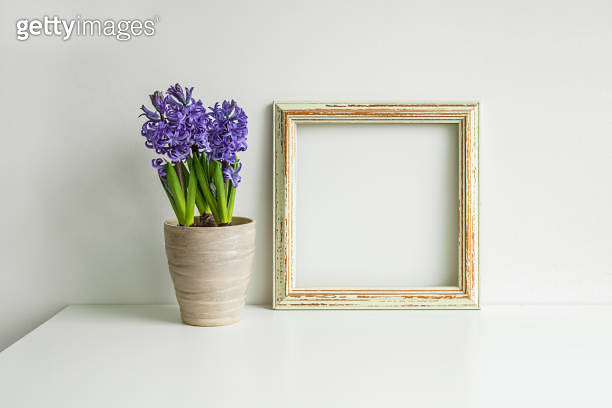 Blooming hyacinth and wooden mock up photo frame 이미지 (1990447618) - 게티이미지뱅크