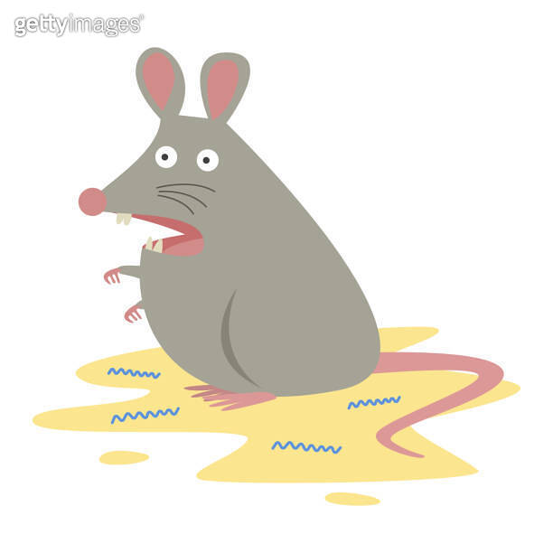 leptospirosis infection disease from leptospira bacteria in rat urine ...