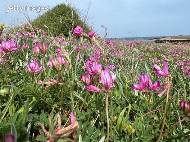 Locoweed (astragalus) by the sea during spring in Puglia, Italy 이미지 ...