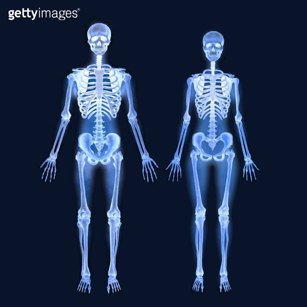Detailed Xray watercolor illustration of the human skeletal system ...