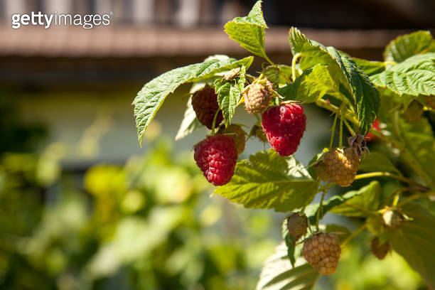 Ripe and unripe raspberry in the fruit garden. Growing natural bush of ...