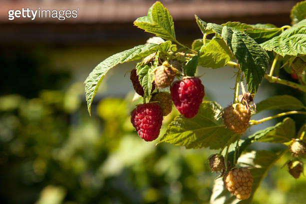 Ripe and unripe raspberry in the fruit garden. Growing natural bush of ...