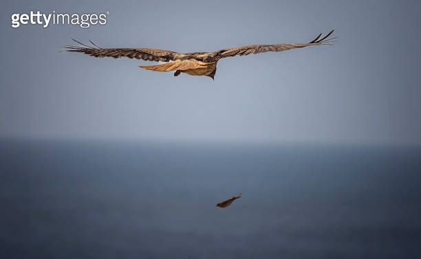 A red tailed hawk flying over the ocean looking at a small bird as prey ...
