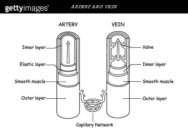 Blood vessels with artery and vein internal structure vector ...