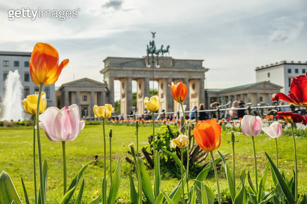 tulips in front of the Berlin Brandenburg Gate at sunny spring day 이미지 ...
