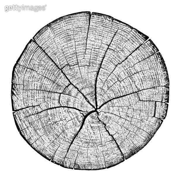 Wood texture cross section of tree rings (2158874878) 일러스트, 무료 일러스트 ...