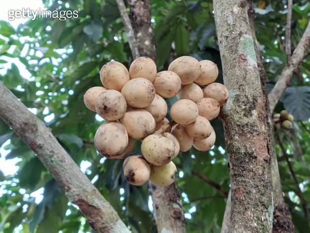 Bunch of lanzones fruits hang from a tree branch. Sweet & tangy ...