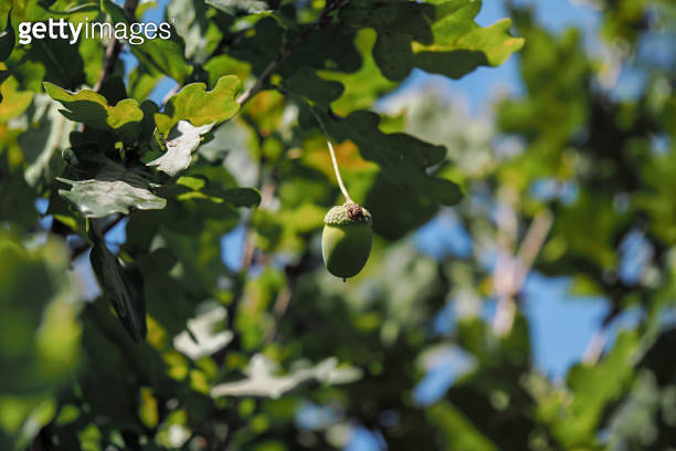 Oak fruit acorns in ripening form. Poland area of the Radunia river ...