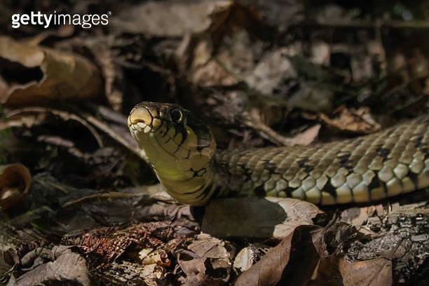 Poland, snake Natrix natrix - a species of non-venomous snake from the ...