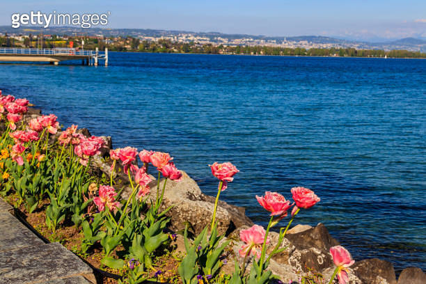 Beautiful colourful spring tulips on the background of Alps Mountains ...