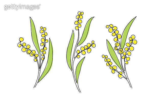 Continuous line drawing blooming mimosa branches set. 이미지 (1989686492 ...