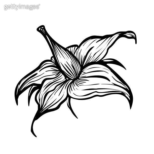 Tomato Flower vector illustration. Plant in line art style. Sketch of ...