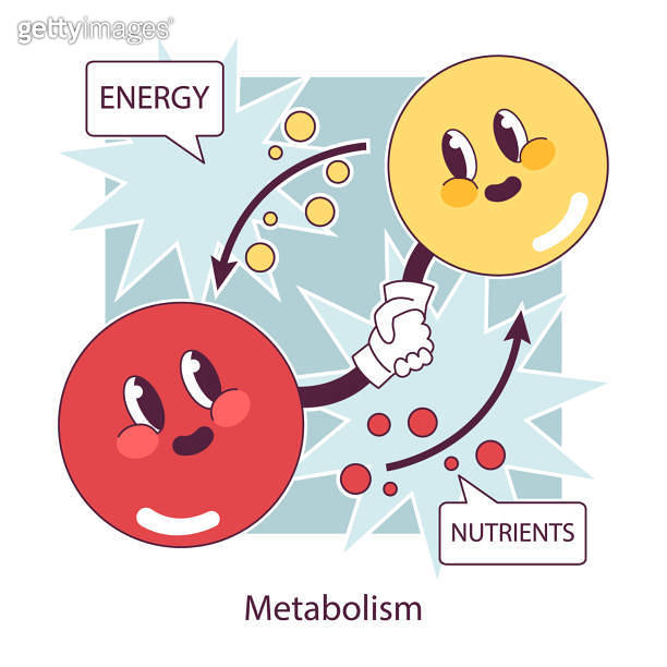 Endocrine System Function Cellular Metabolism Biochemical Reaction 4394