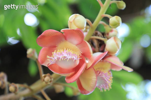 Close-up of a beautiful Shorea Robusta Roxb., commonly known as the Sal ...