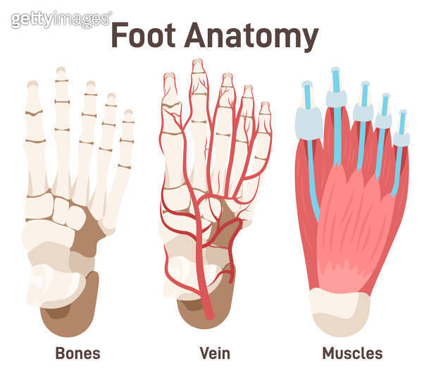 Human foot anatomy. Footstep anatomical bones, muscles and veins ...