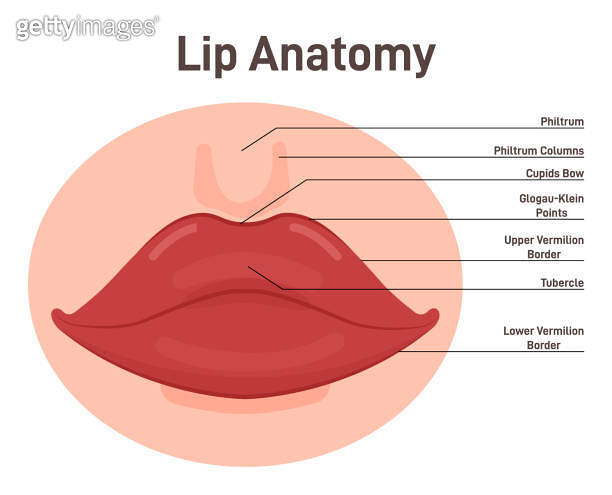 Anatomy of lips. Human mouth external parts with description ...