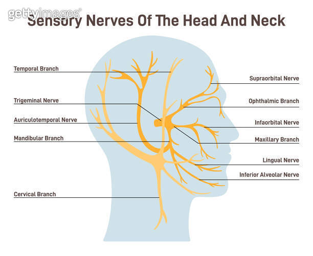 Sensory nerves of the head and neck. Neural coverage of human head ...