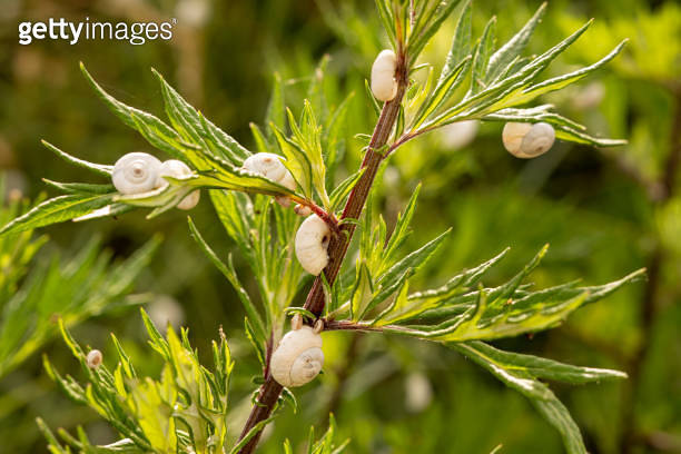 Mediterranean heath snails (Cernuella virgata), also known as sand ...