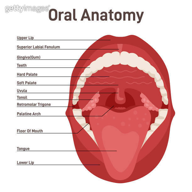 Oral cavity. Human mouth anatomy model. Open human mouth 이미지 ...