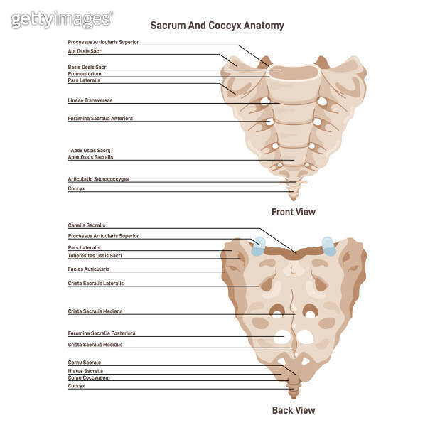 Sacrum and coccyx. Spinal bone structure. Inferior part of the spinal ...