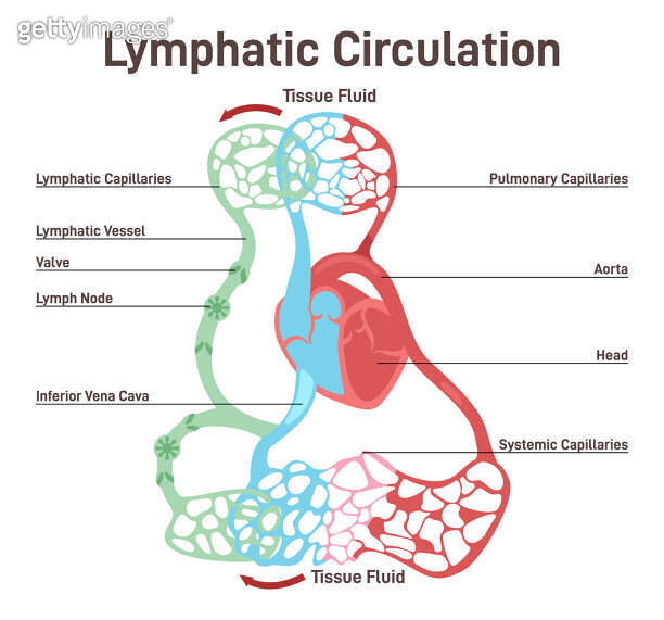 Lymphatic Circulation Lymphatic Duct With Lymph Transportation 5932