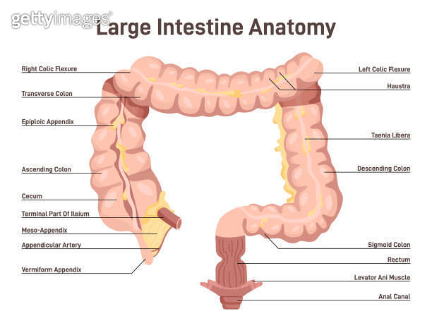 Large intestine anatomy. Organ connecting the small intestine and the ...