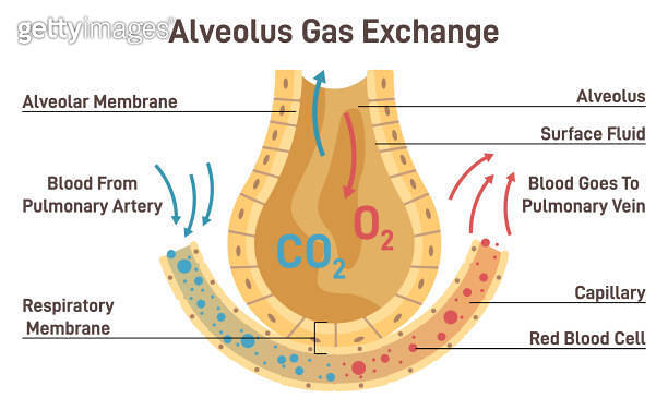 Gas exchange. Respiratory membrane of alveoli, oxygen and carbon ...