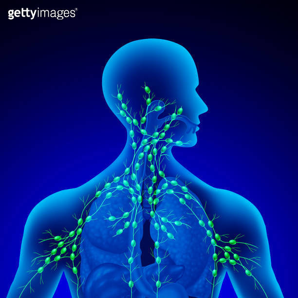 Human Lymph Nodes 이미지 2151834604 게티이미지뱅크 2950