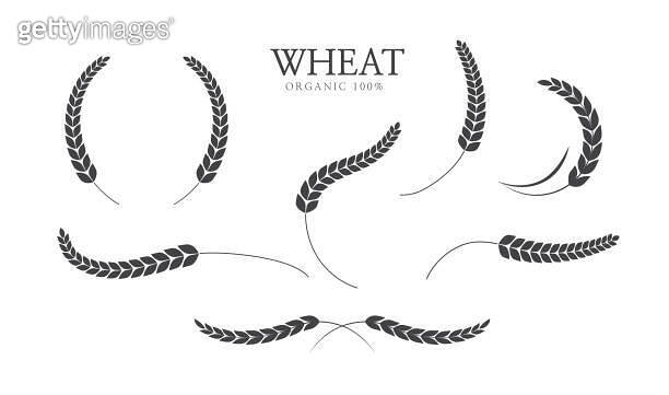 Rice panicles. Agriculture wheat. Laurel wreath icon. Wheats rye rice ...