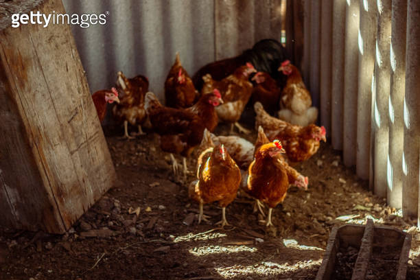 Free range chicken on a traditional poultry farm 이미지 (2153181624) - 게티이미지뱅크