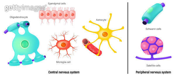 Types Of Neuroglial Cells vector. Peripheral nervous system and Central ...