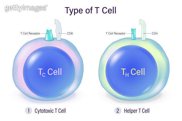 Types of T Cell. T-Lymphocytes. Cytotoxic T cell and Helper T cell ...