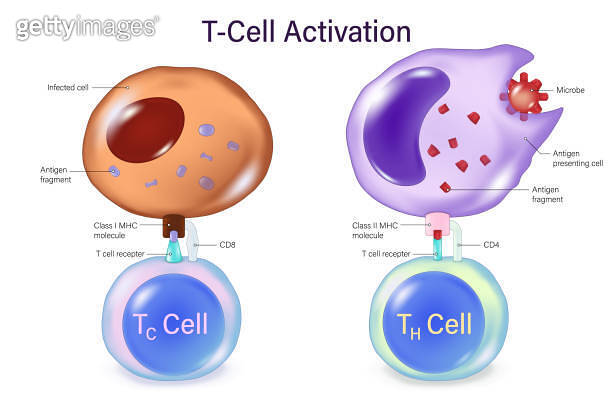 T-Cell Activation. T-Lymphocytes. Cytotoxic T cell and Helper T cell ...