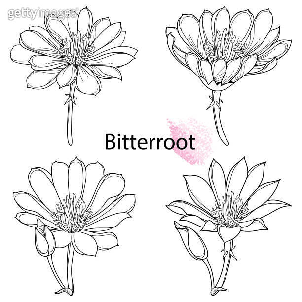 Set of outline Bitterroot flower or Lewisia rediviva in black isolated ...