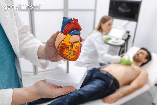 Heart health check-up with ultrasound and anatomical model of heart ...