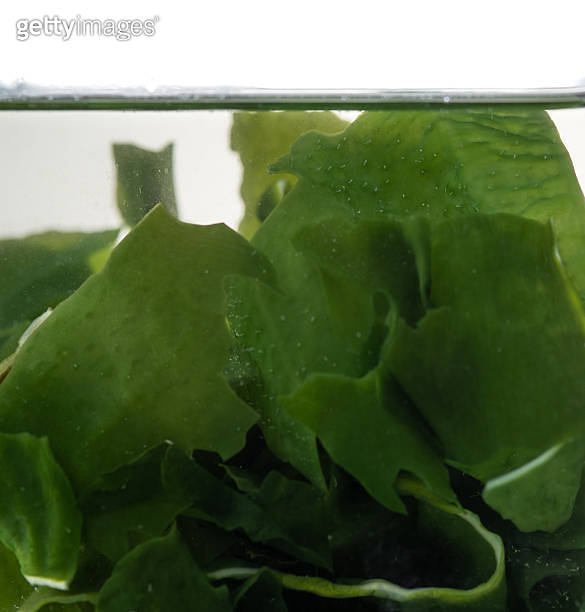Wet seaweed kelp surface close up macro shot texture background,Wakame ...
