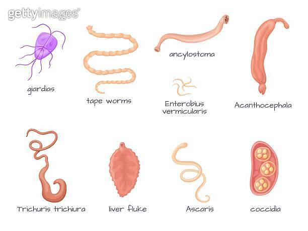 Human parasites. Intestinal parasite body anatomy, parasitic worm ...