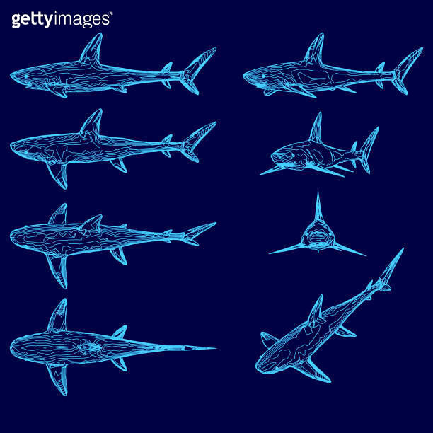 Series of blue drawings of sharks. The drawings are all different sizes ...