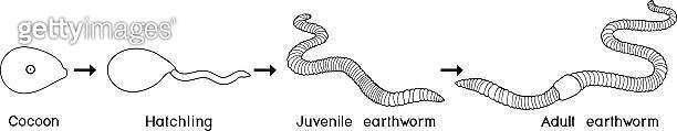 Coloring page with life cycle of earthworm from juvenile earthworm ...