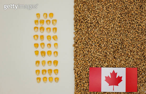 Corn kernels and wheat grains. Canadian flag. (2193857783) - 게티이미지뱅크